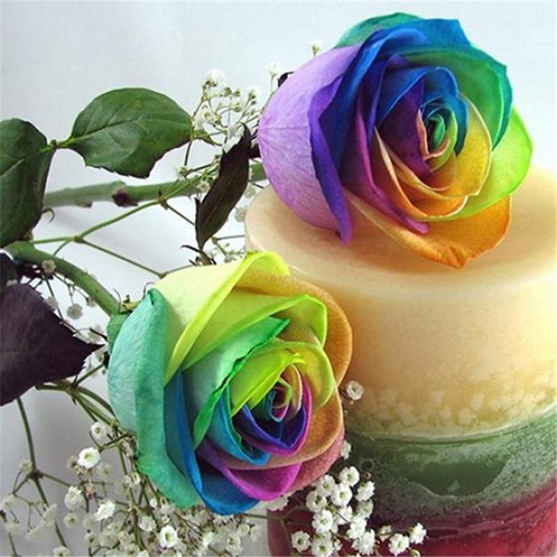 Buy Rose Seeds Inside Multicolor 50pcs Rainbow Flower Seed Flower ...