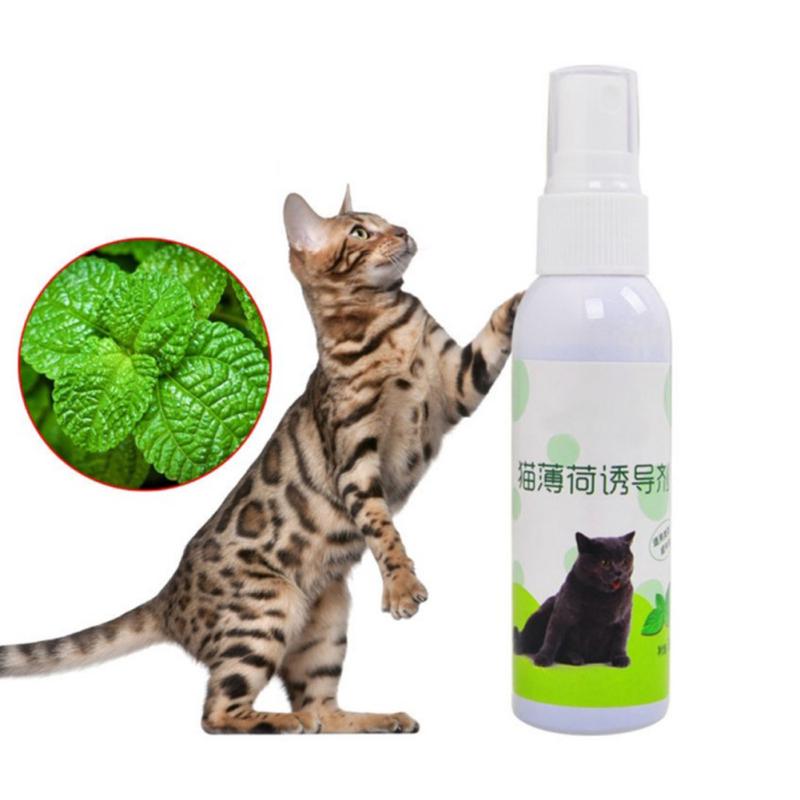 50ML Cat Mint Pet Training Toy Natural Healthy Organic Catnip Scratcher ...