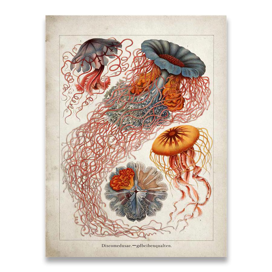 Buy Marine Creatures Vintage Poster Jellyfish Corals Green Algae Sea ...
