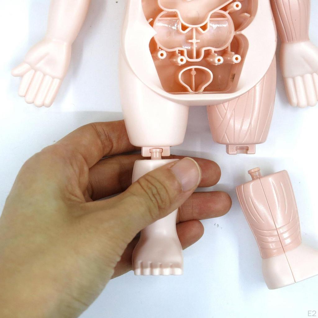Buy 3D Human Body Anatomy Educational Toys Organ for Science Scary Game ...