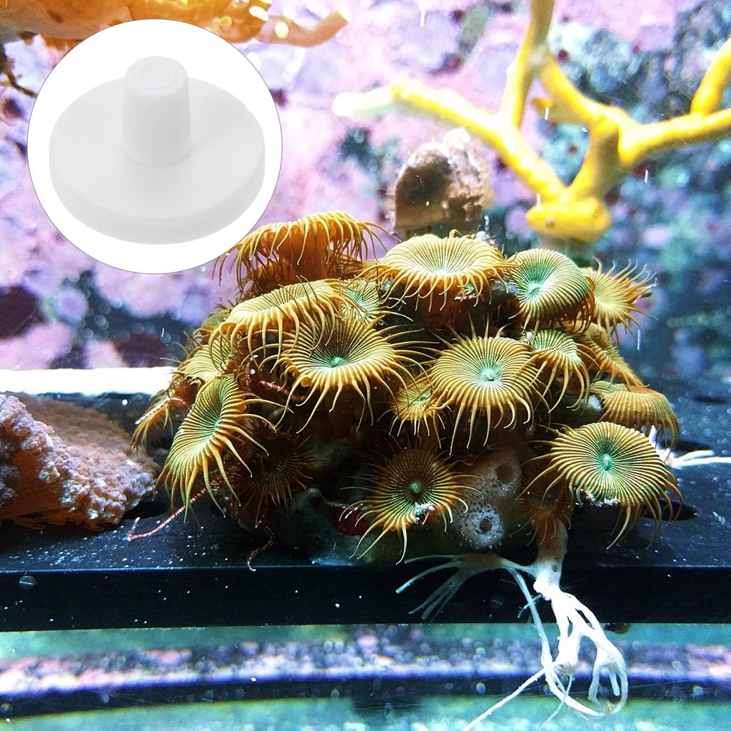 Buy 2Pcs Coral Frag Plugs Ceramic Coralline Frag Bases Trays Fish Tank ...