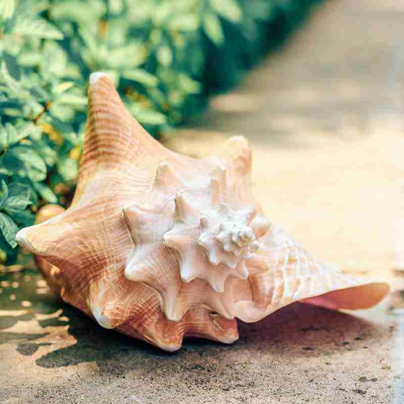 Buy Queen Phoenix Snail Phoenix Snail Shell Beach Decoration Fish ...