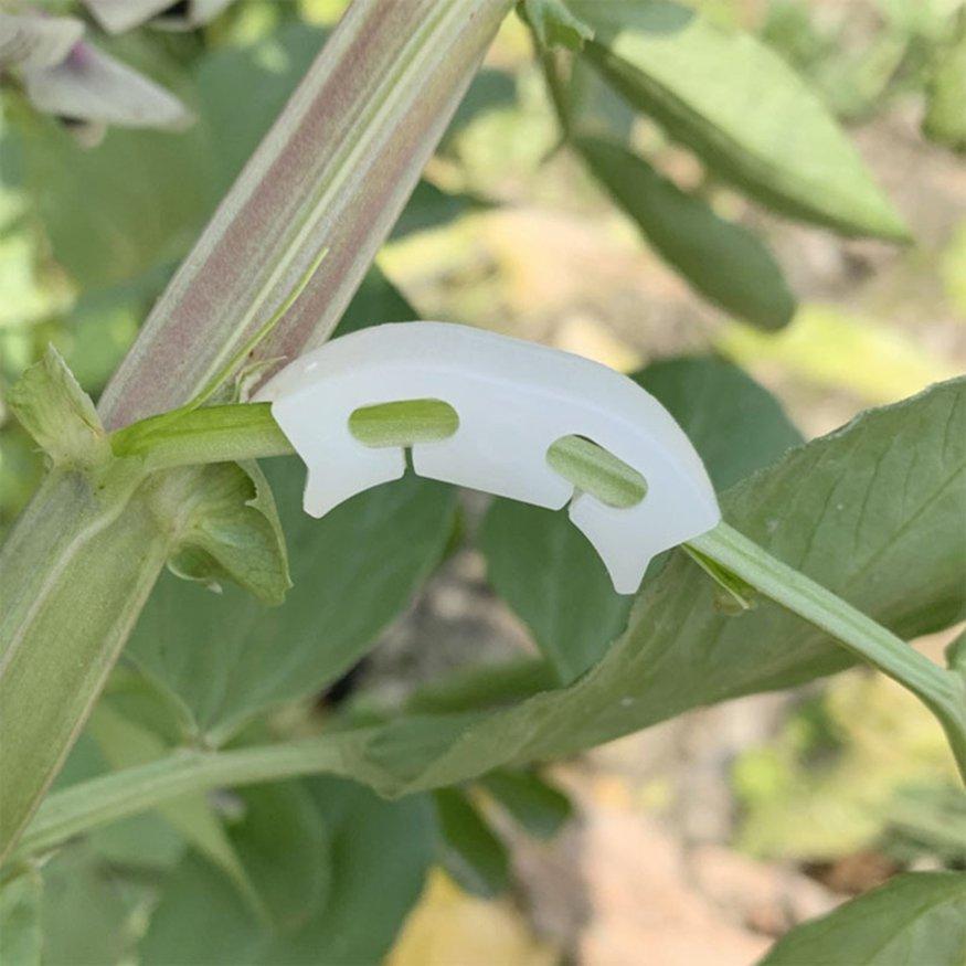 Buy FOR YOUR HOUSE1 Tomato Fixing Clip Fruit Seedling Reinforcement ...