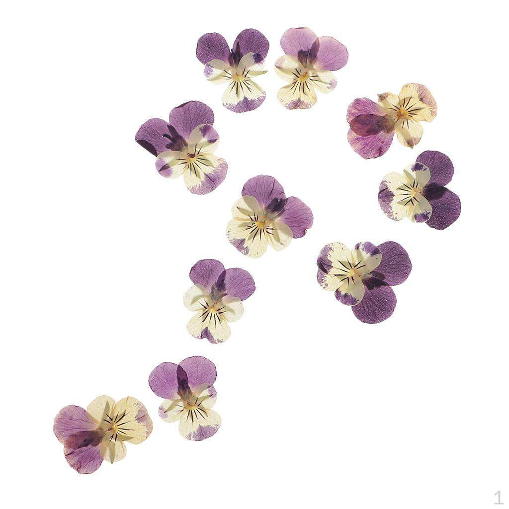 Buy 10 Pieces Beautiful Natural Pressed Dried Pansy Flowers for Arts ...