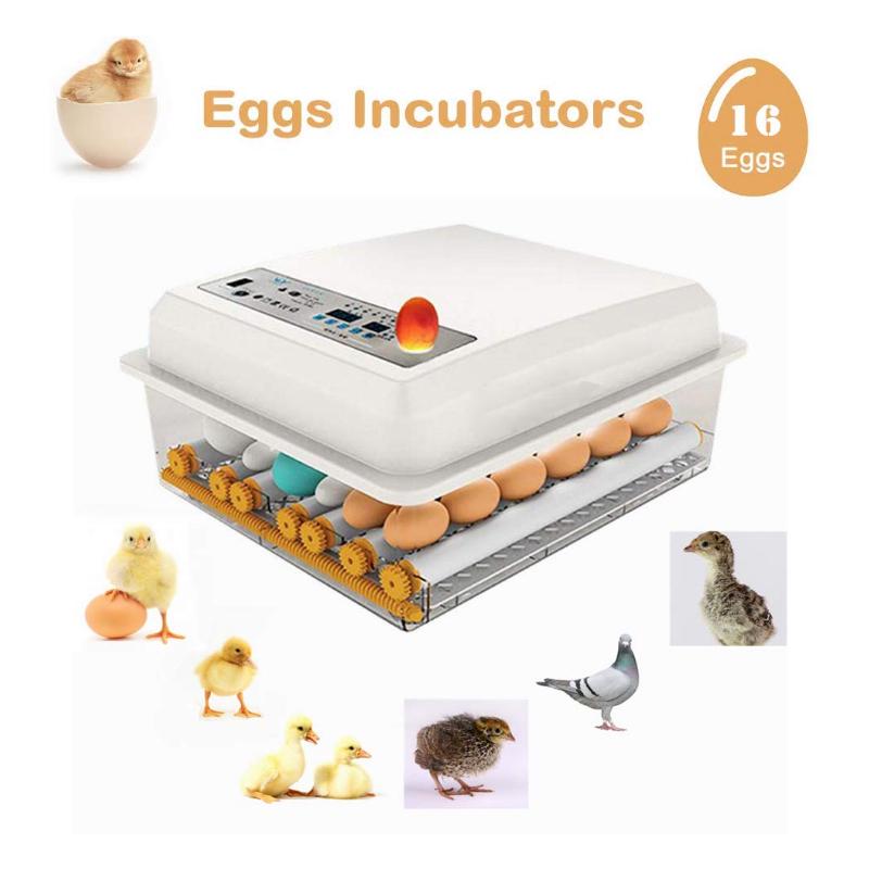 Buy HTOCINQ 16Pcs Single/Dual Power Supply Eggs Hatcher Digital ...
