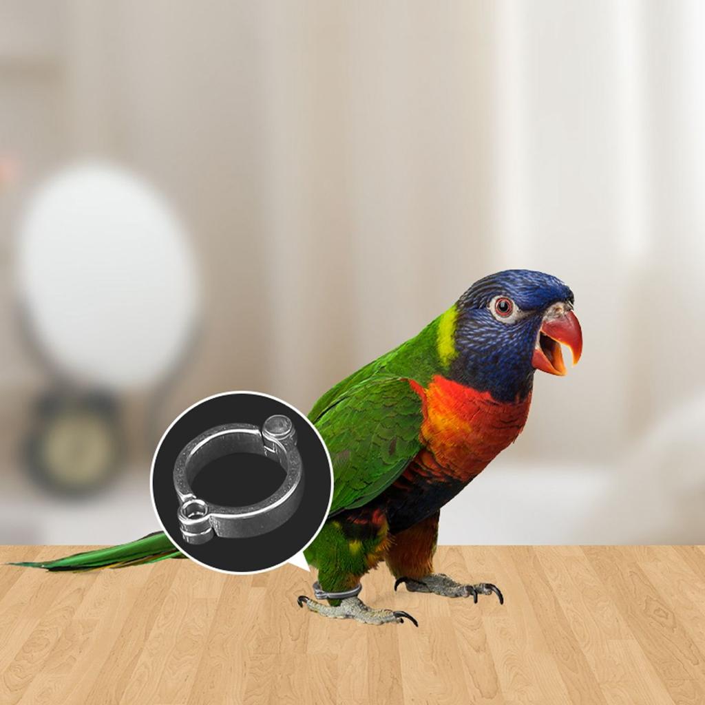 Buy Cockatiel Ankle Split Flying Training Stainless Steel Leash Bird ...