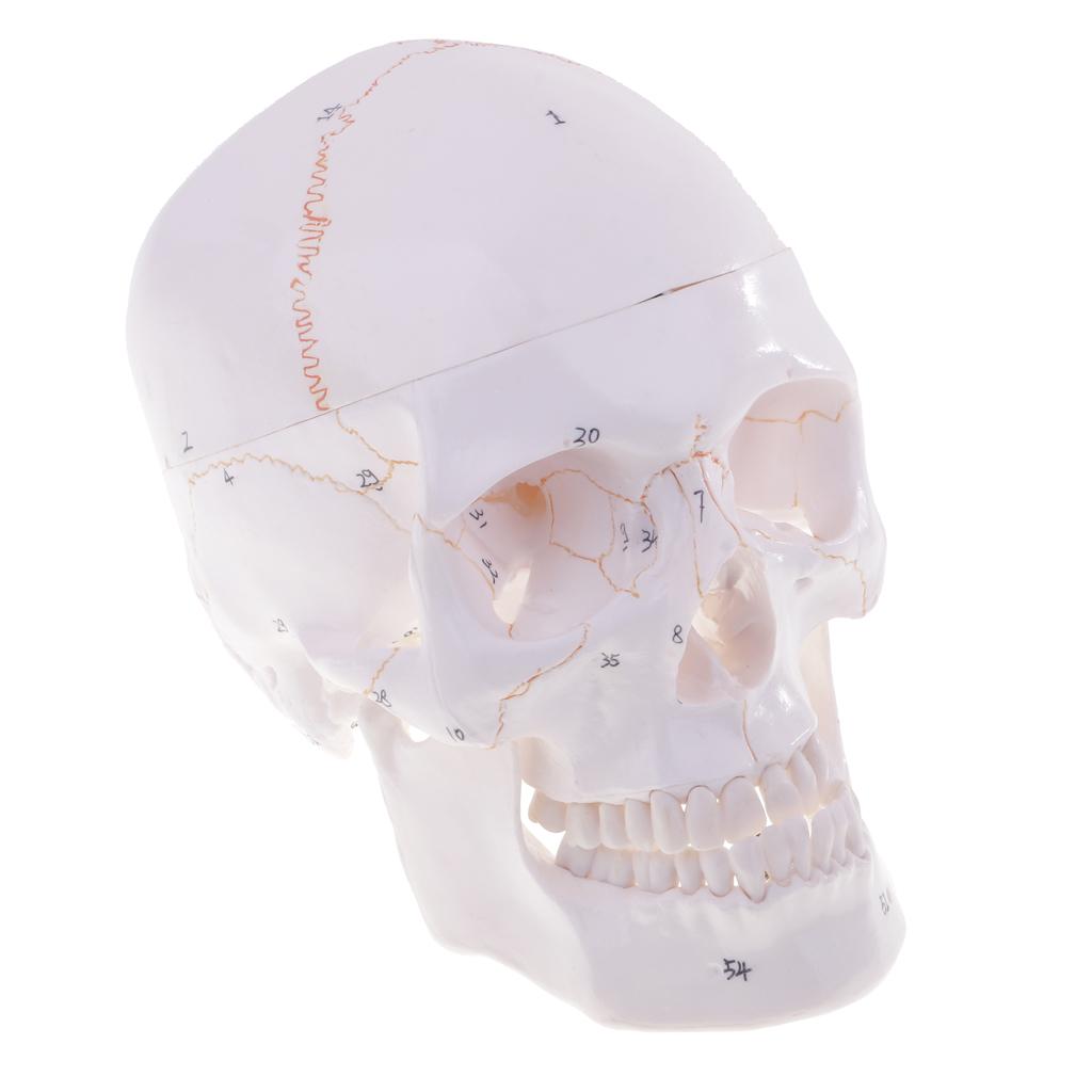 Buy 1:1 Carved Human Head Skull Skeleton Model Anatomy Medical Learning ...