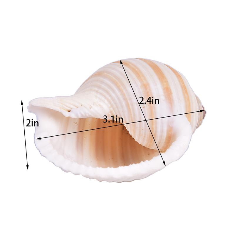 Buy 1Pcs Beautiful Sea Conch Fish Tank Aquarium Decorations Roll ...