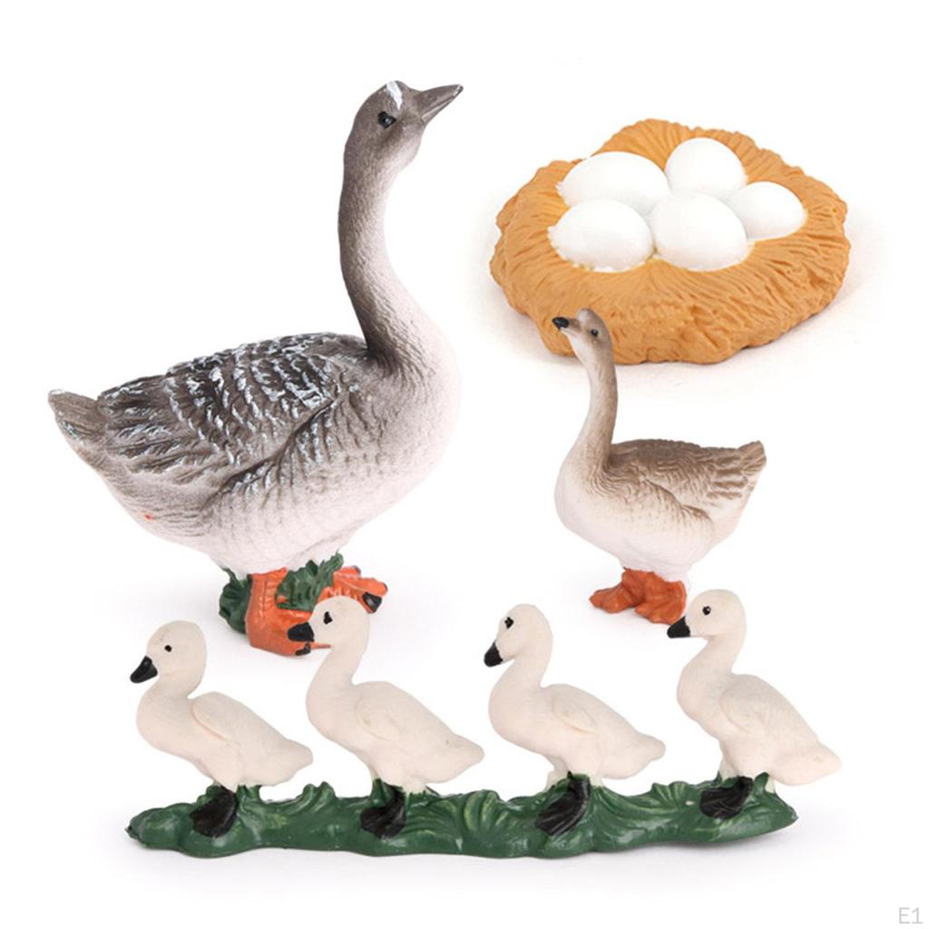 Cheap Four Stage Animal Growth Cycle Model Life Cycle of Goose Kids ...