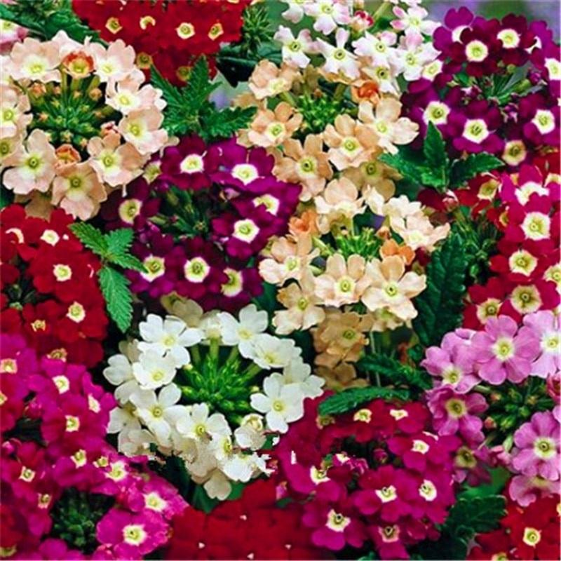 Buy Multicolor Verbena Seeds Perennial Verbena Hybrida Seed Hydrangea ...