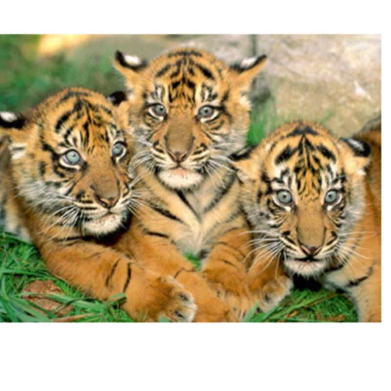 Buy 5D Diy Diamond Painting" Three Little Tigers"Cross Stitch Full ...