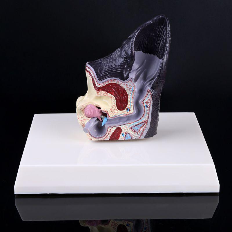 Buy Dog Ear Lesion Animal Anatomical Model Veterinary Science Aids ...