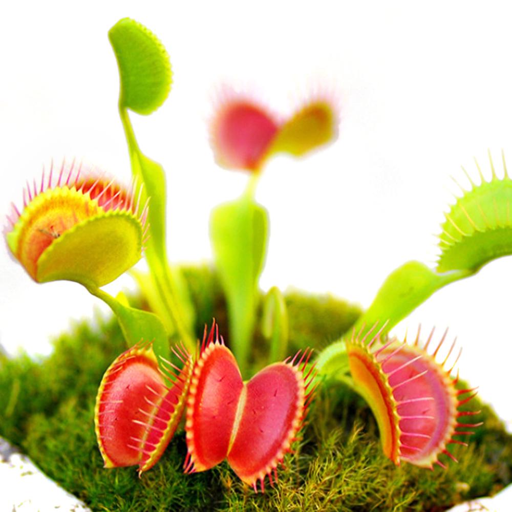 Buy 100Pcs Interesting Insectivorous Plant Seeds Common Nepenthes Fly ...