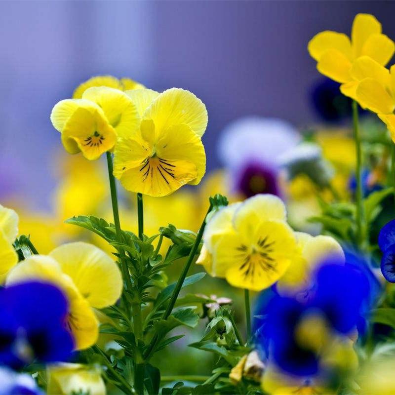 Buy Rare Pansy Seeds Beautiful Courtyard Landscapes Outdoor Decoration ...