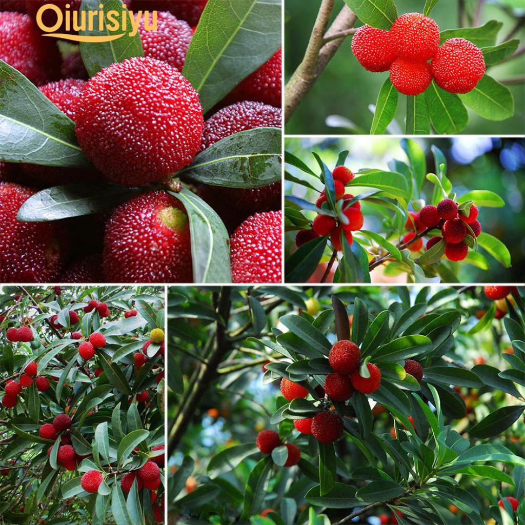 Buy 20Pcs Myrica Morella Rubra Yangmei Chinese BayBerry Waxberry ...