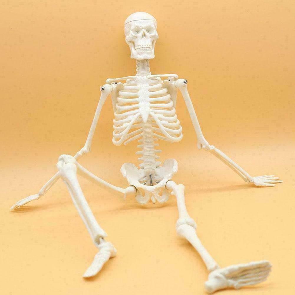 45cm Medical Anatomical Human Anatomy Skeleton Model Puppet Anatomical ...