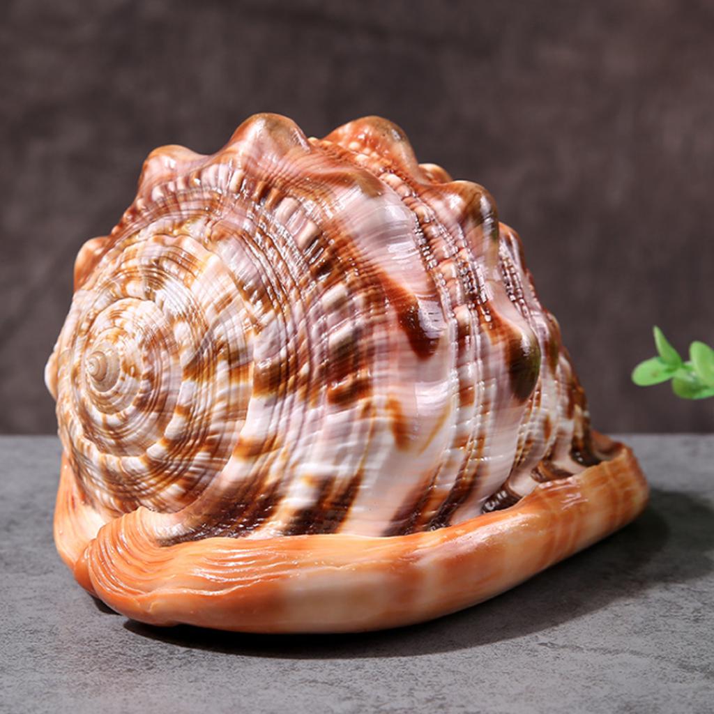 Buy Natural Bull's Mouth Helmet Conch Shell Coral Sea Snail Fish Tank ...