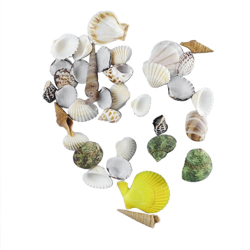 Buy 500g/Pack Mixed Ocean Beach Seashells for Home Decoration Party Art ...