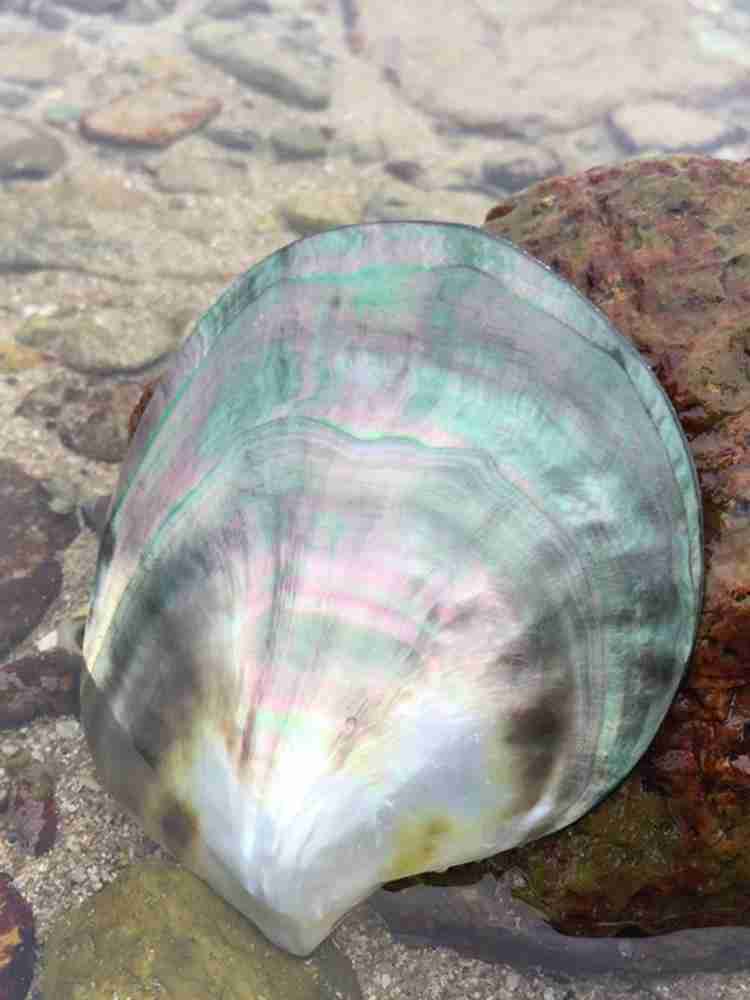 Cheap Natural Black Butterfly Shell Large Sea Shells Nautical Home ...