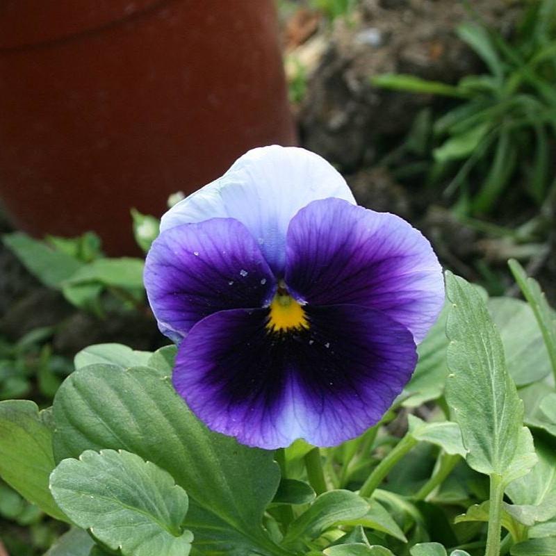 Buy Rare Pansy Seeds Beautiful Courtyard Landscapes Outdoor Decoration ...