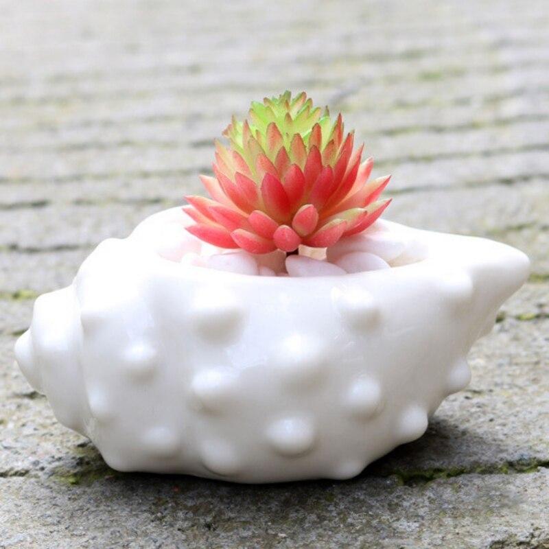 Buy 6Pcs/Set Original Conch Sea Shell Plant Pots Natural Conch Plant ...