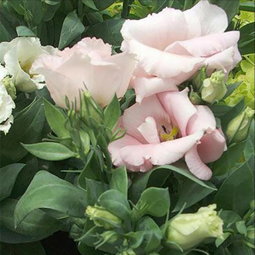 50Pcs Garden Balcony Potted Eustoma Flower Seed-buy at a low prices on ...