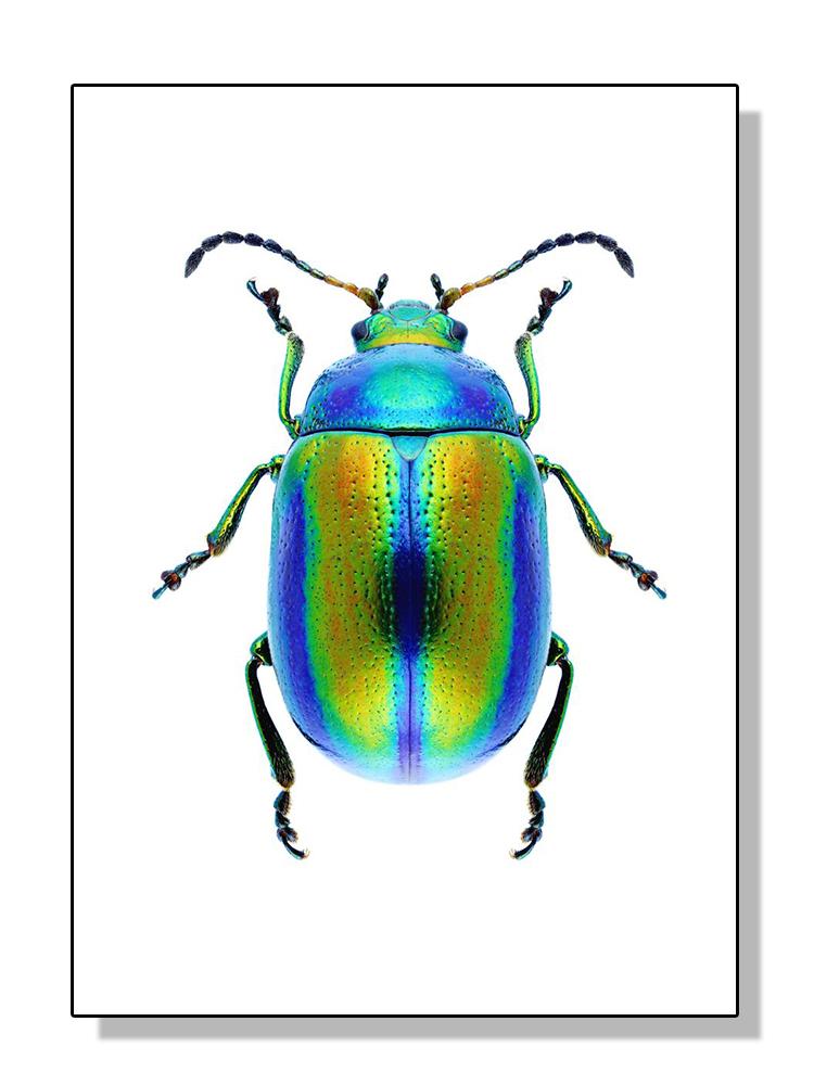 Cheap HD Print Insect Beetle Breeds Collection Poster And Print Canvas ...