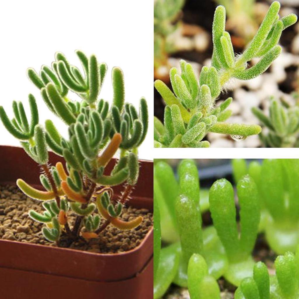 Buy 20pcs/Bag Green Dicrocaulon Ramulosum Succulents Planting Seeds at ...