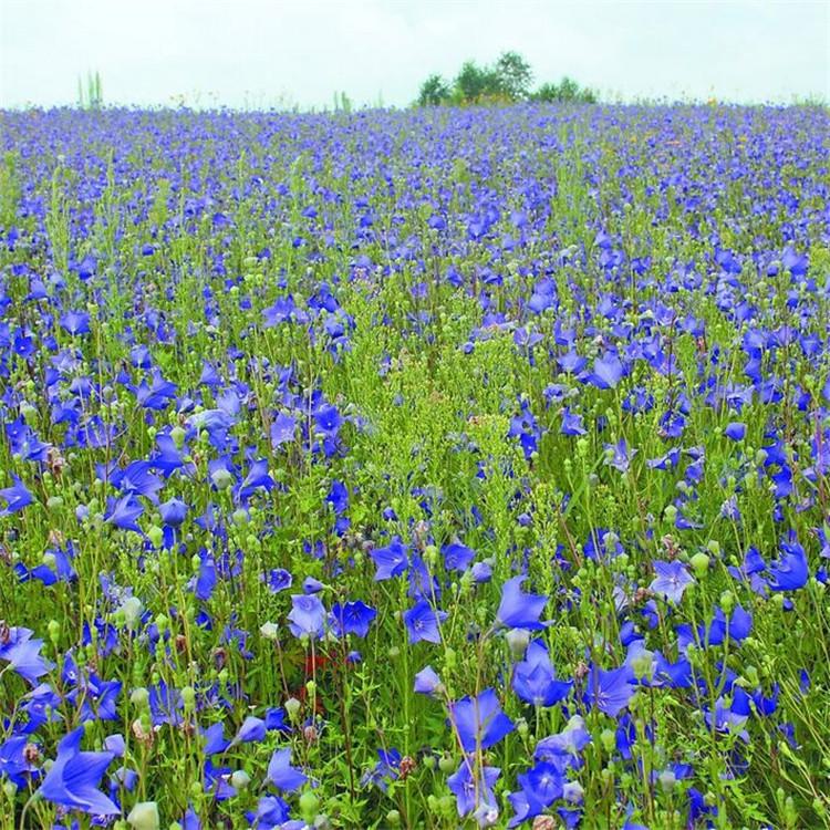 Buy Rare Seeds 30Pcs Home Garden Balcony Perfume Flower Bonsai Plant at ...