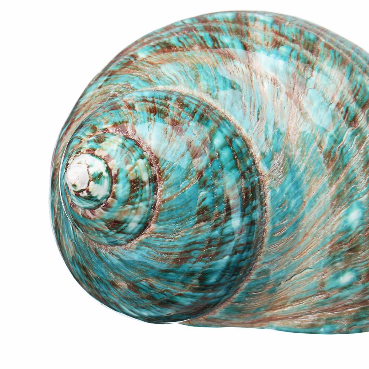 10m Green Big Conch Home Furnishing Marine Sea Decor Fish Dry Aquarium ...