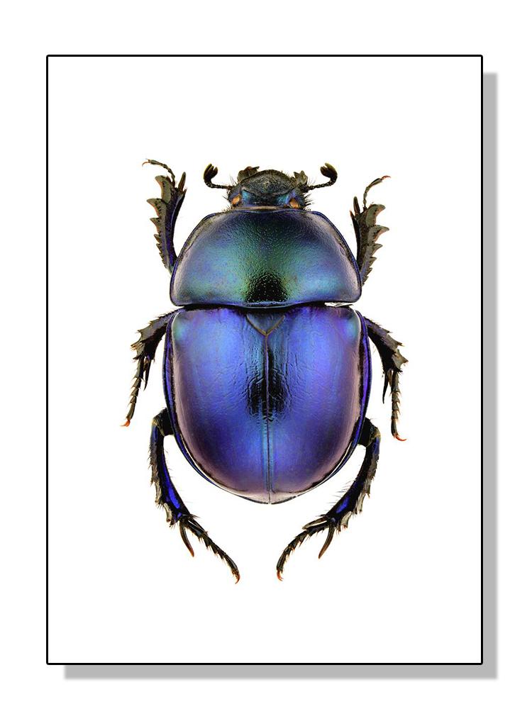 Cheap HD Print Insect Beetle Breeds Collection Poster And Print Canvas ...