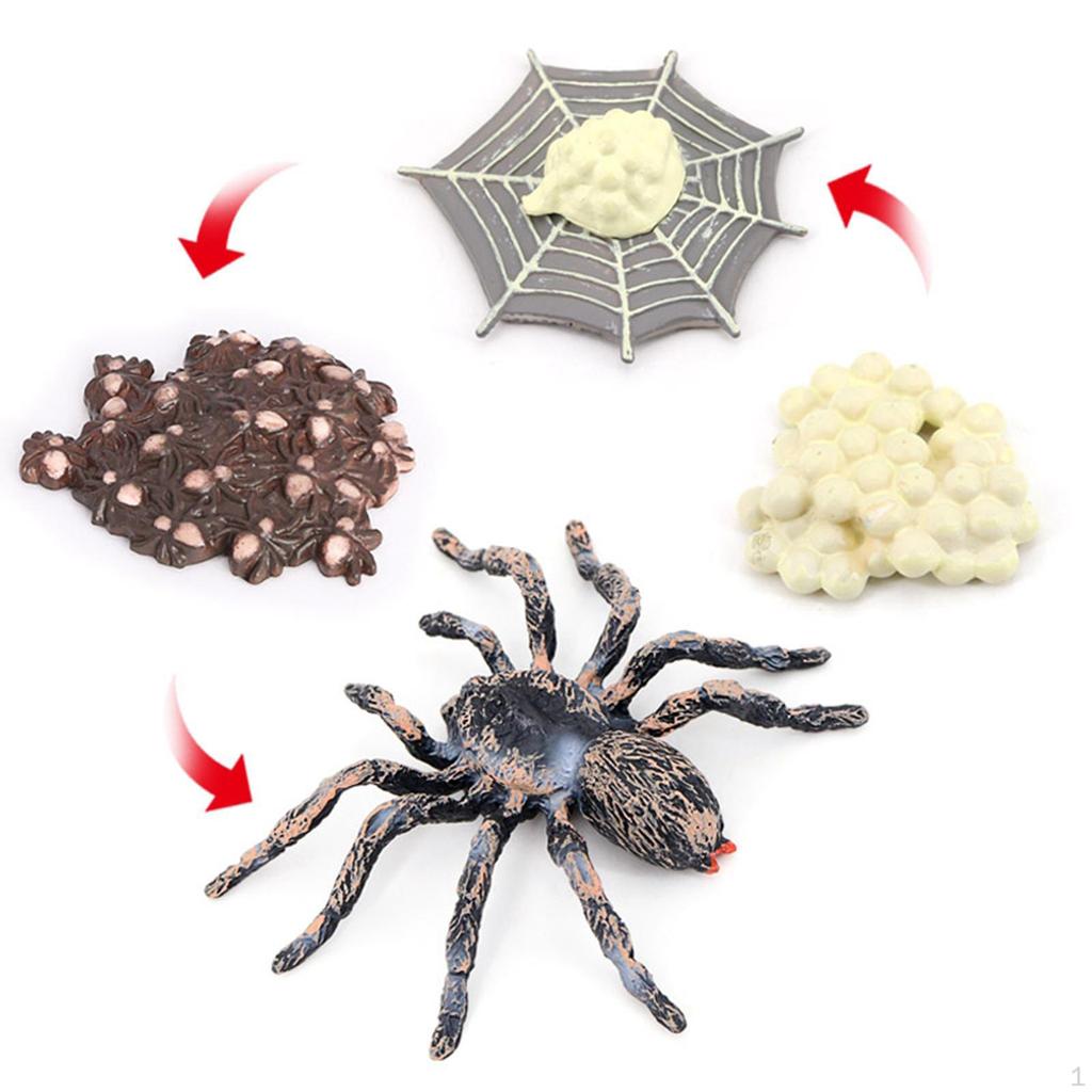 Buy Realistic Plastic Spider Growth 4 Stages Lifelike Life Cycle ...