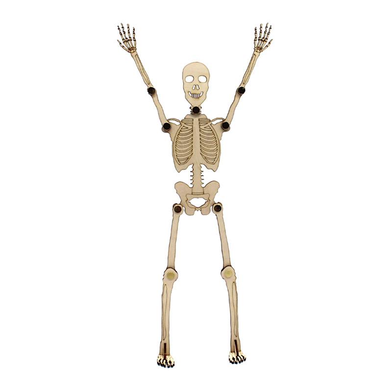 Buy Creative Experiment Diy Human Body Bones Model Movable Wood Joints ...