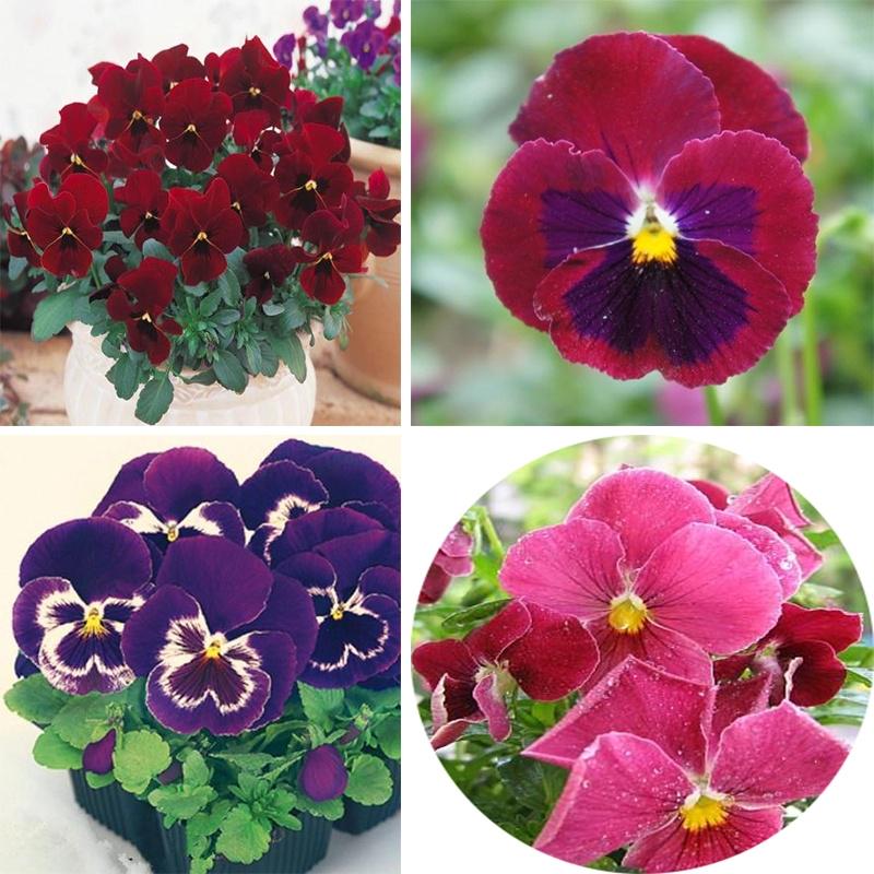 Buy Rare Pansy Seeds Beautiful Courtyard Landscapes Outdoor Decoration ...