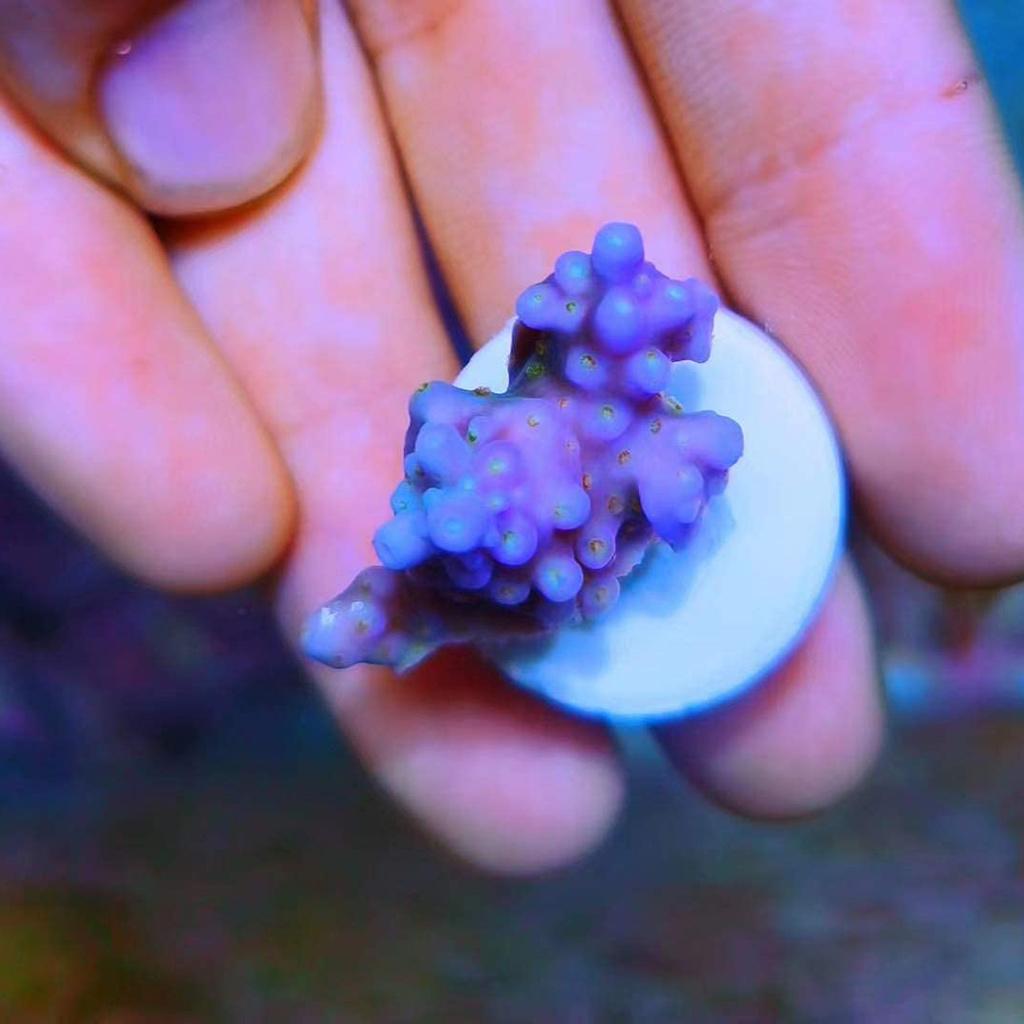Buy 10 Pieces Ceramic Coral Frag Disks Coral Frag Plugs Coralline Plug ...