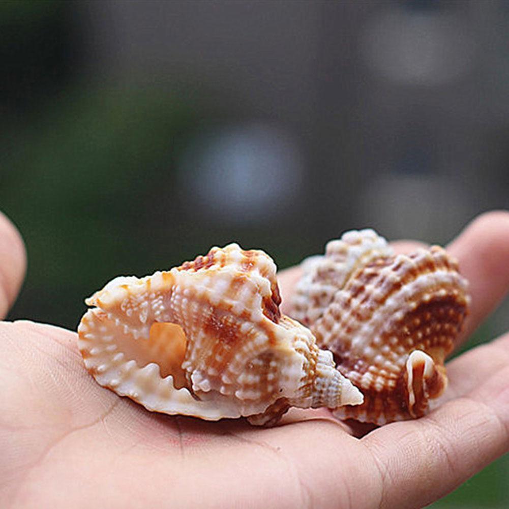 Buy Natural Conch Shell Flat Mandarin Wing Snail Specimen Rare ...