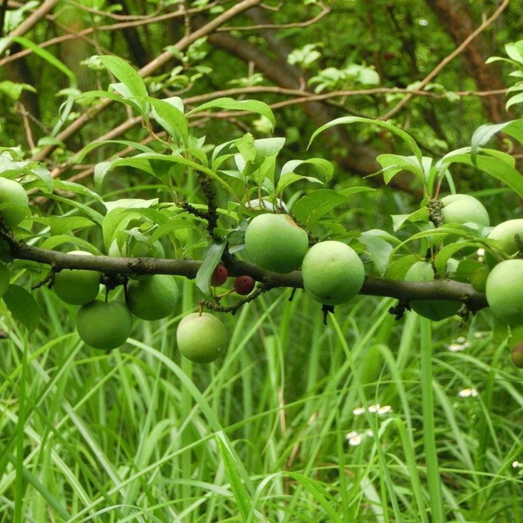 Buy 10PCS Plum Tree Seed Fruit Chinese Prunus Blossom Mume Wintersweet ...