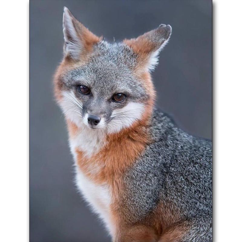Full Round Drill 5D DIY Diamond Painting "Animal fox" Embroidery Cross ...