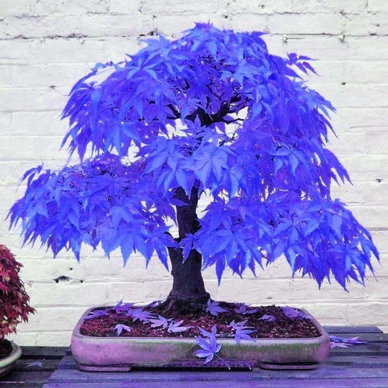 Rare Japanese Blue Maple Tree Seeds Bonsai Tree Seeds Sky Blue Maple ...