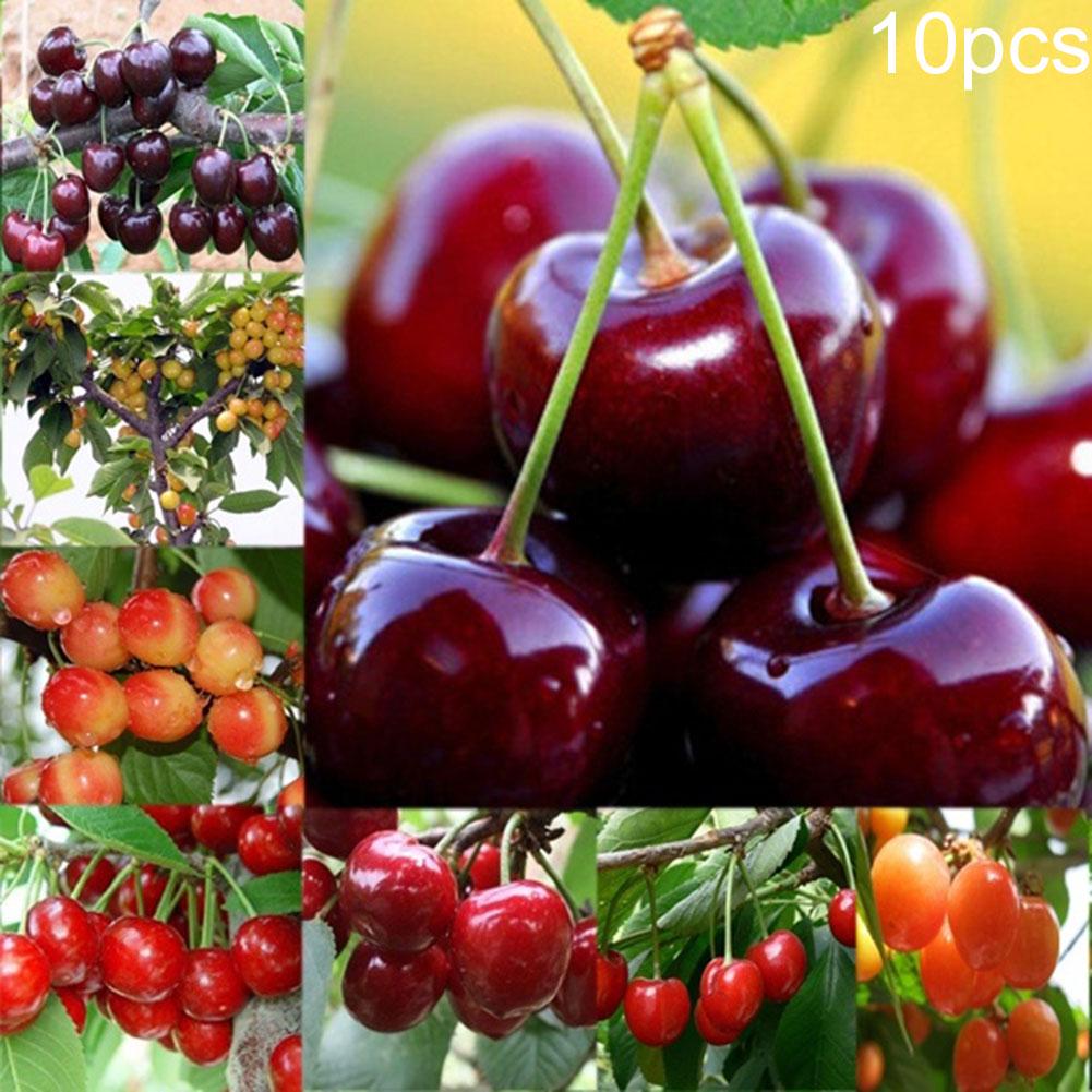 Buy Cherry Tree Seeds Delicious 10Pcs/Pack Prunus Avium DIY Fruit Plant ...