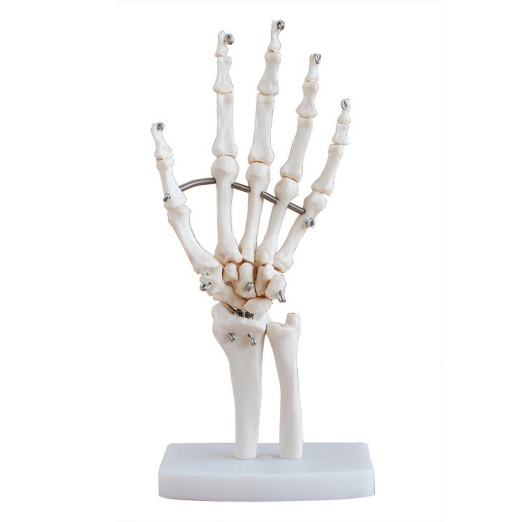Life-size skeleton model hand wrist model hand bone anatomical model ...