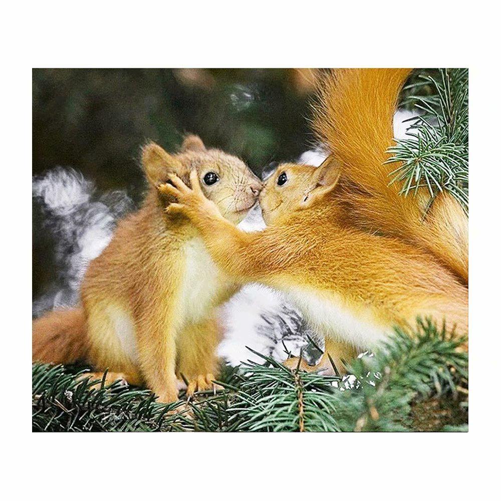 Buy 5D Diy Diamond Painting Cute squirrel Cross Stitch Kit Diamond ...