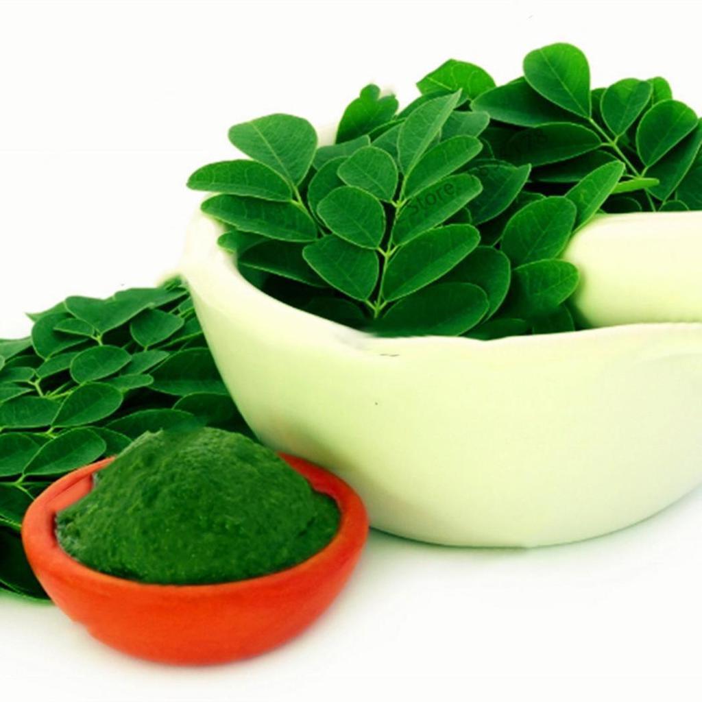Buy Oleifera Edible Bonsai Potted Moringa Plant Home Garden at ...