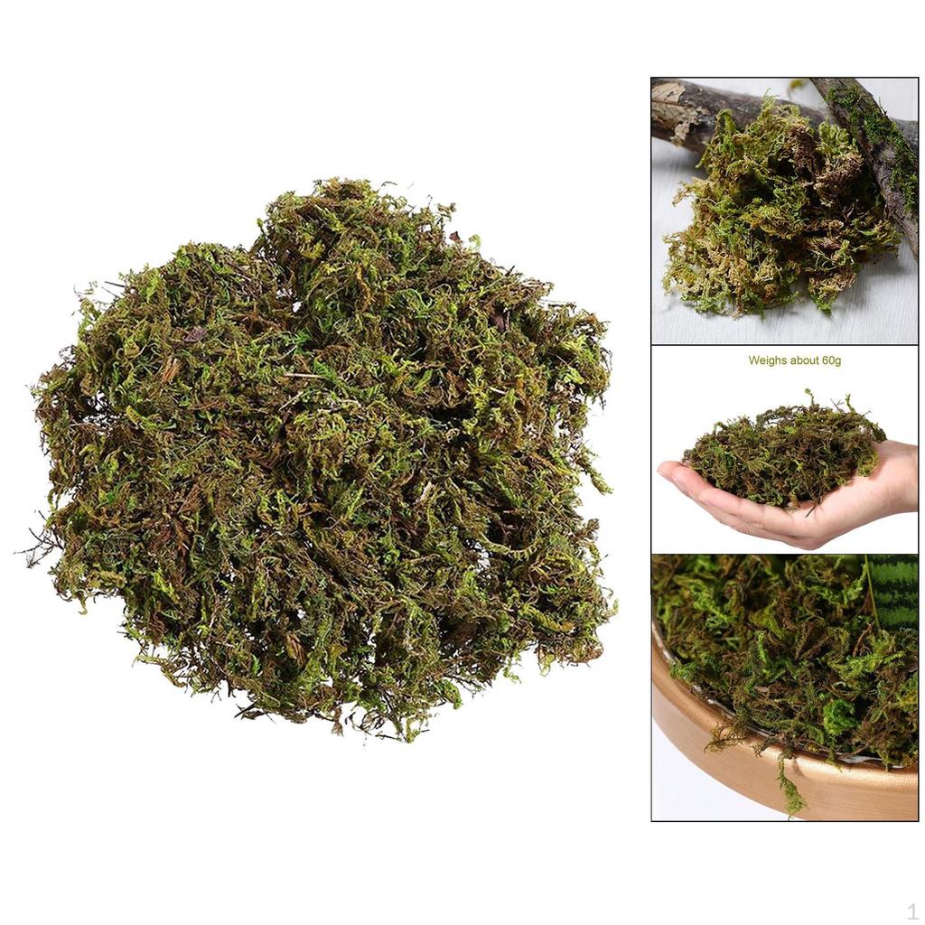 Buy 1 Bag Artificial Keep Dry Green Moss Decor for Fairy Gardens Arts ...