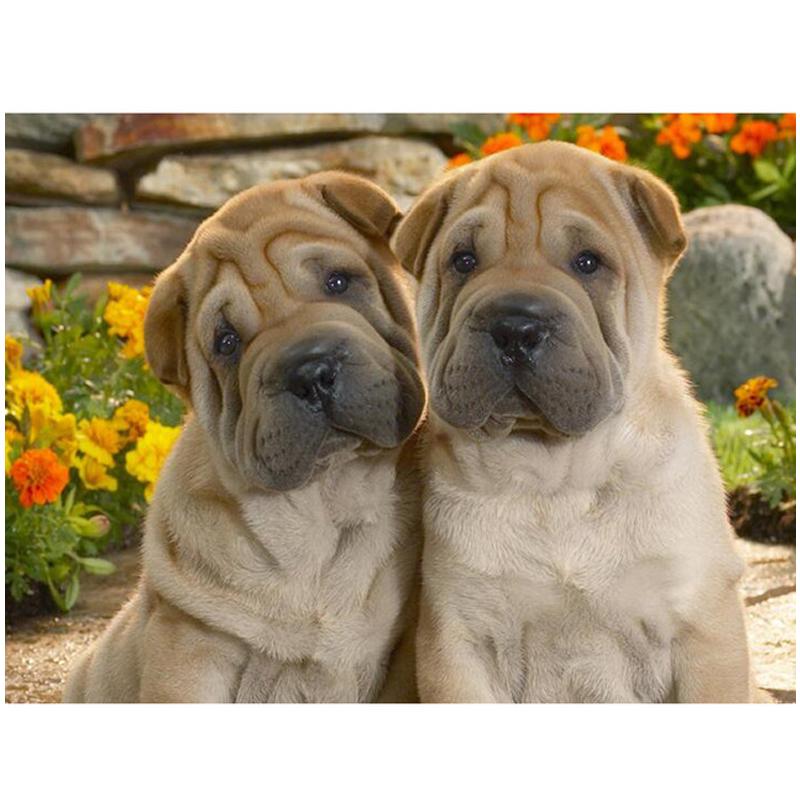 Buy 5D Diy Diamond Painting Shar Pei Couple Cross Stitch Diamond ...