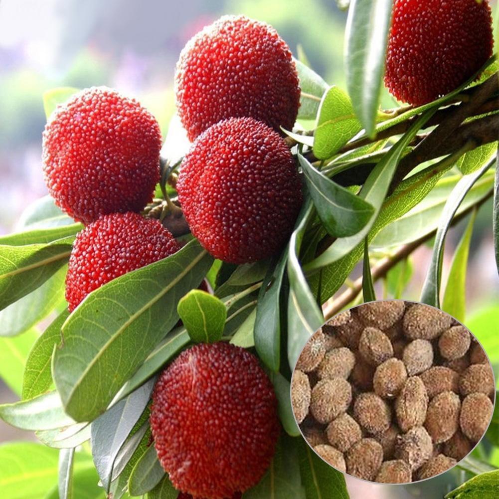 20 Adet Yumberry Kırmızı Bayberry Tohumları Myrica Gale Meyve Tohumları ...