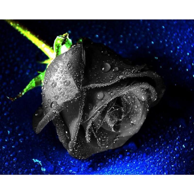Buy 5D DIY Diamond Painted Black Rose Diamond Cross Stitch Needlework ...
