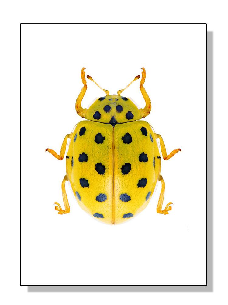 Cheap HD Print Insect Beetle Breeds Collection Poster And Print Canvas ...