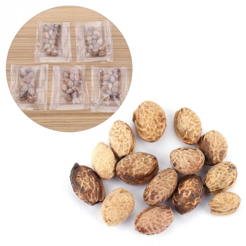 5Pack Japanese Sakura Seeds Cherry Blossoms Seeds Japanese Cherry ...