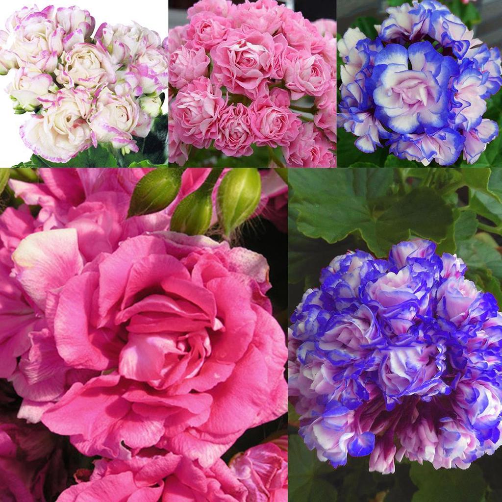 Buy Night Blue Geranium Bonsai Appleblossom Rosebud Pelargonium Flower ...
